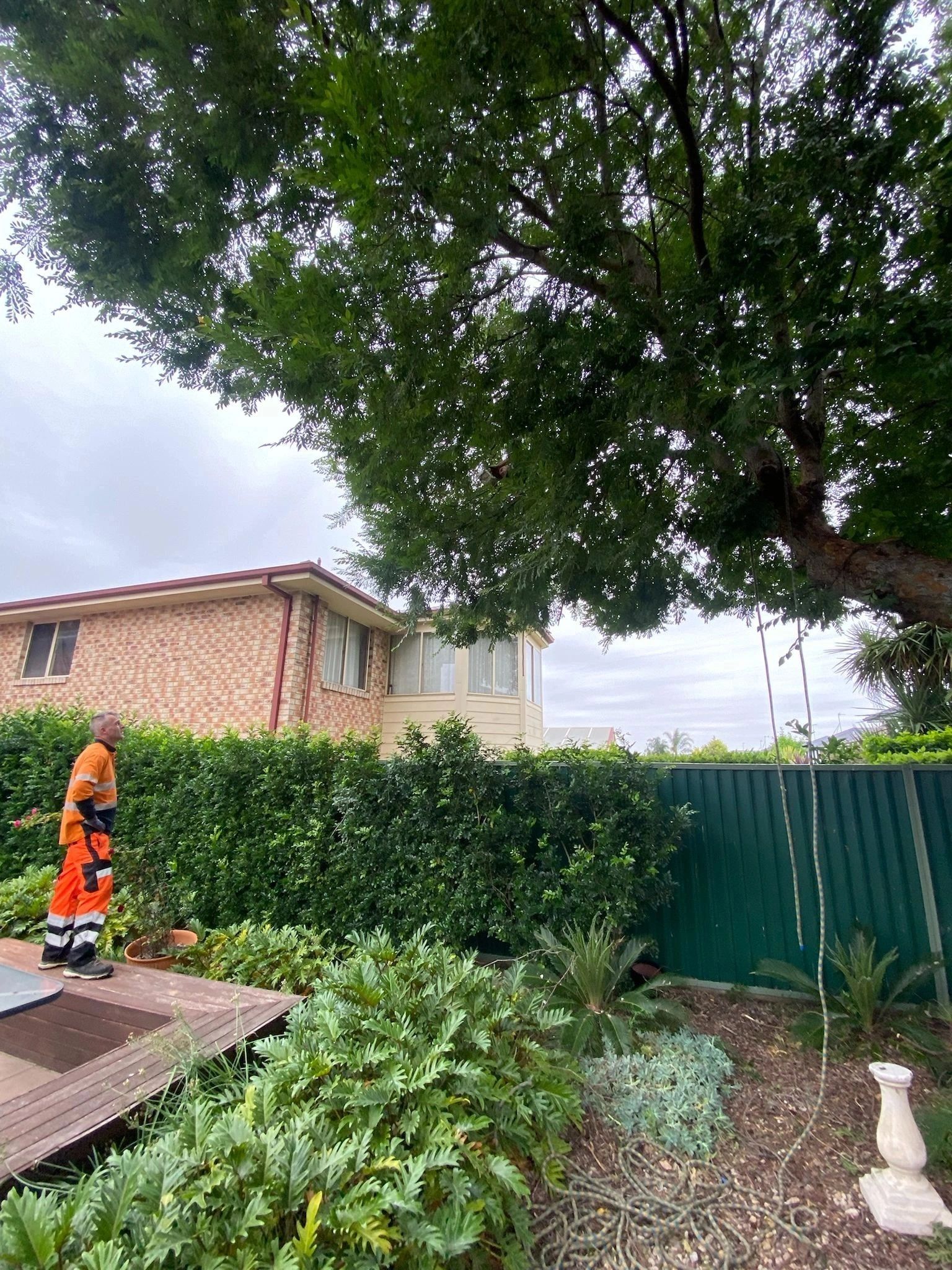 What We Offer | Tree Dropper