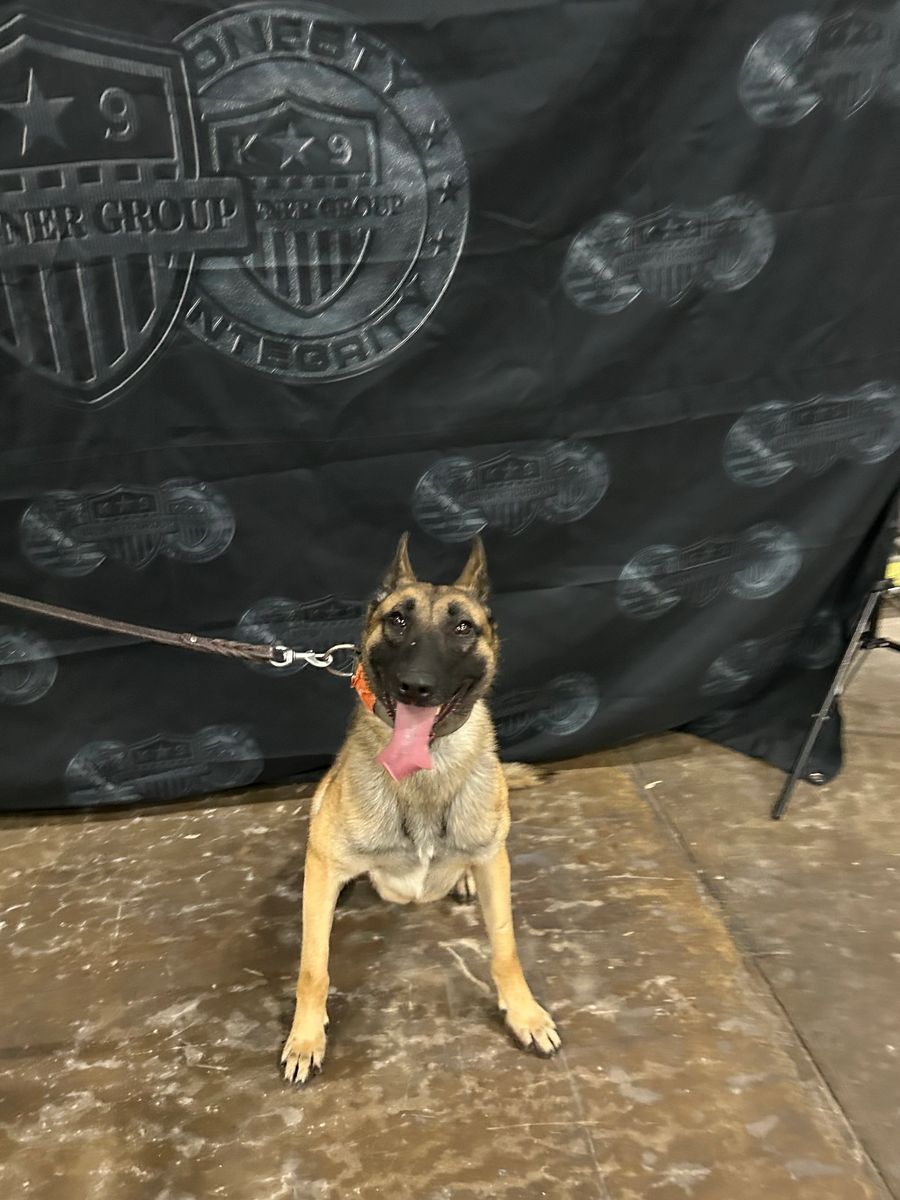 Single Purpose K9- Brok