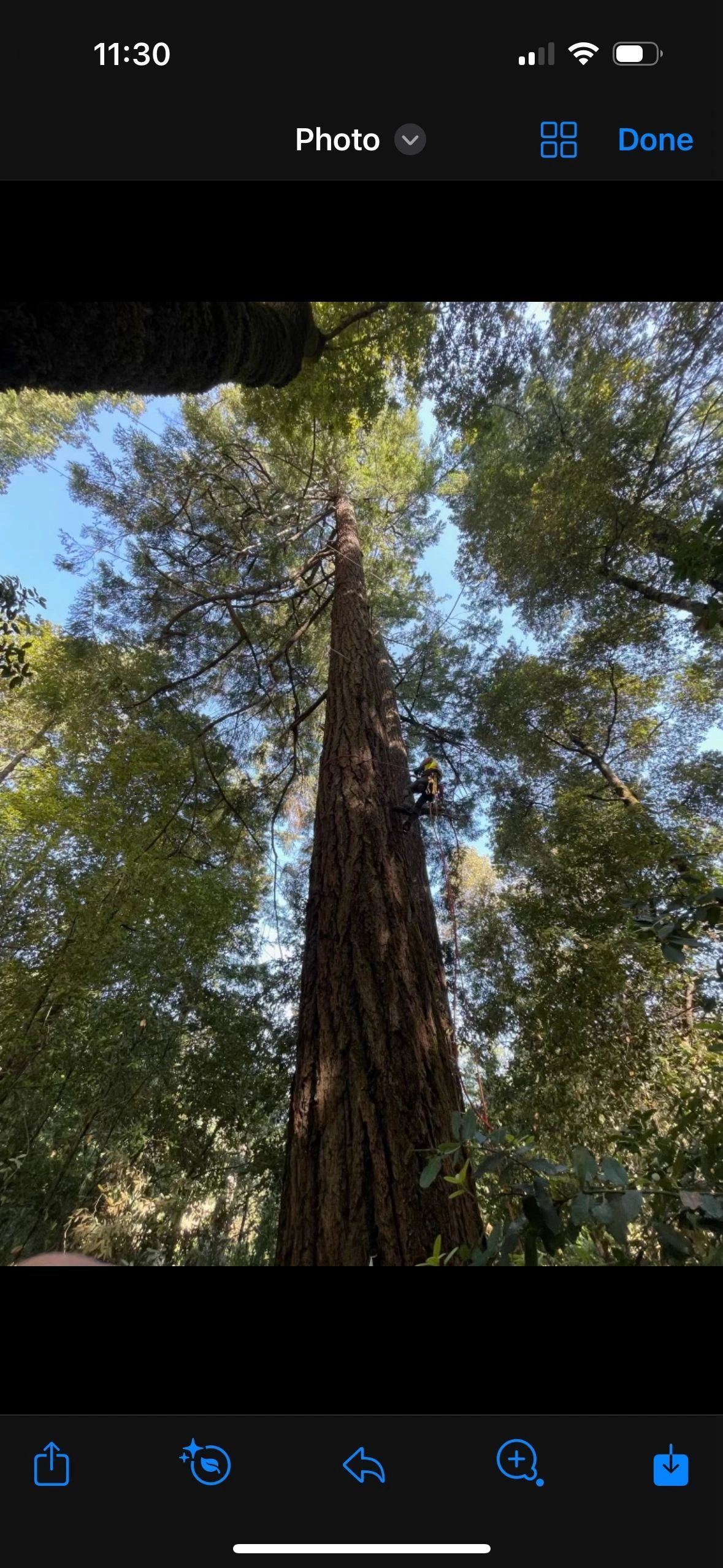 Professional Tree Trimming Service | TagLine Tree Services
