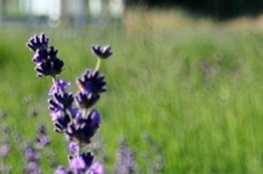 Bluestone Meadow