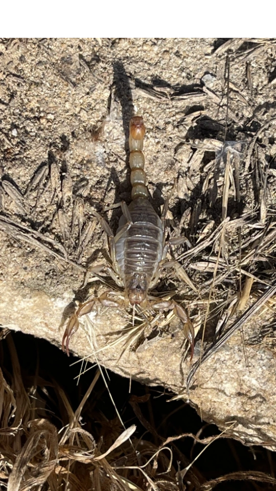 Southern California Pest Control services - Gopher Trapping, Insect and ...