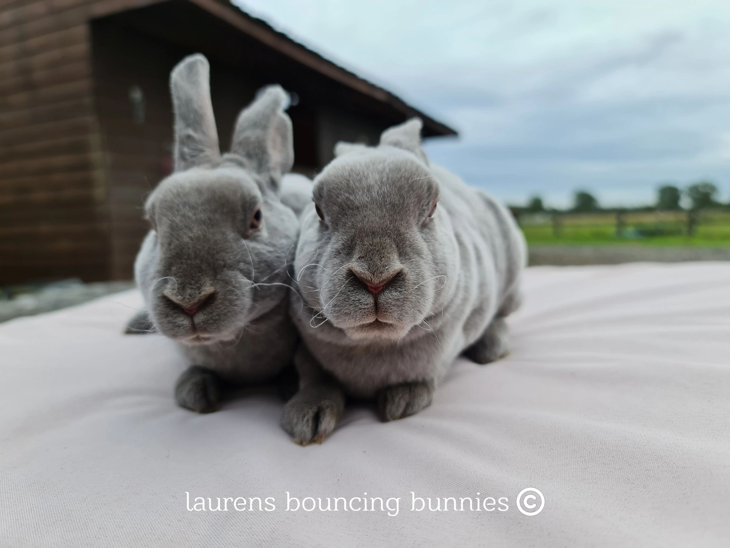 Rabbit information