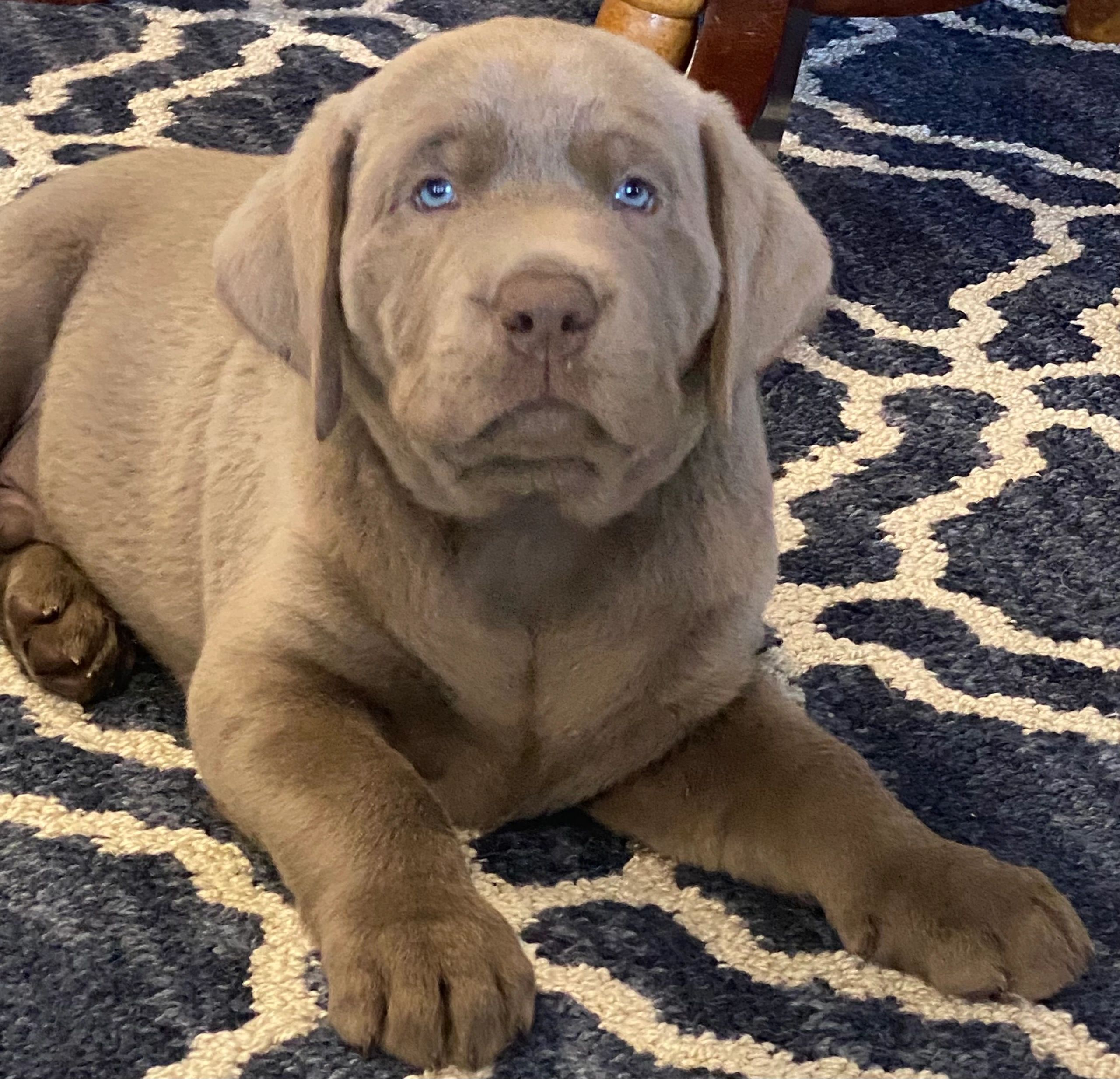 Blue Eyed Chocolate Lab