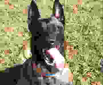 MK9 PERFORMANCE - Dog Training, Dog Trainer, Puppy Training