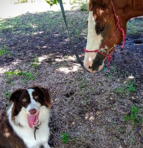 MK9 PERFORMANCE - Dog Training, Dog Trainer, Puppy Training