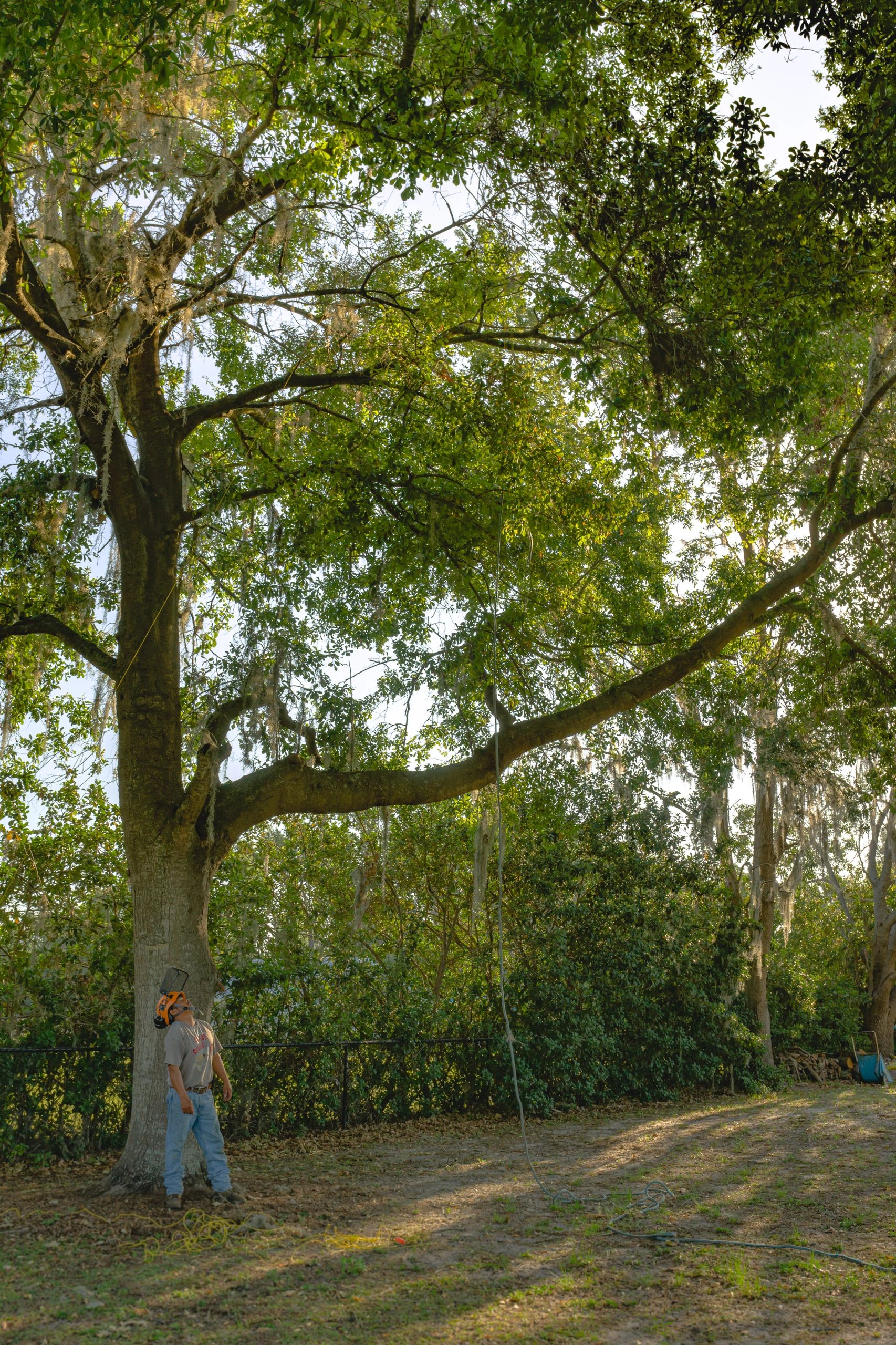 Top Lawn Care and Tree Service Arborist Near Plant City - F&K Lawn and ...