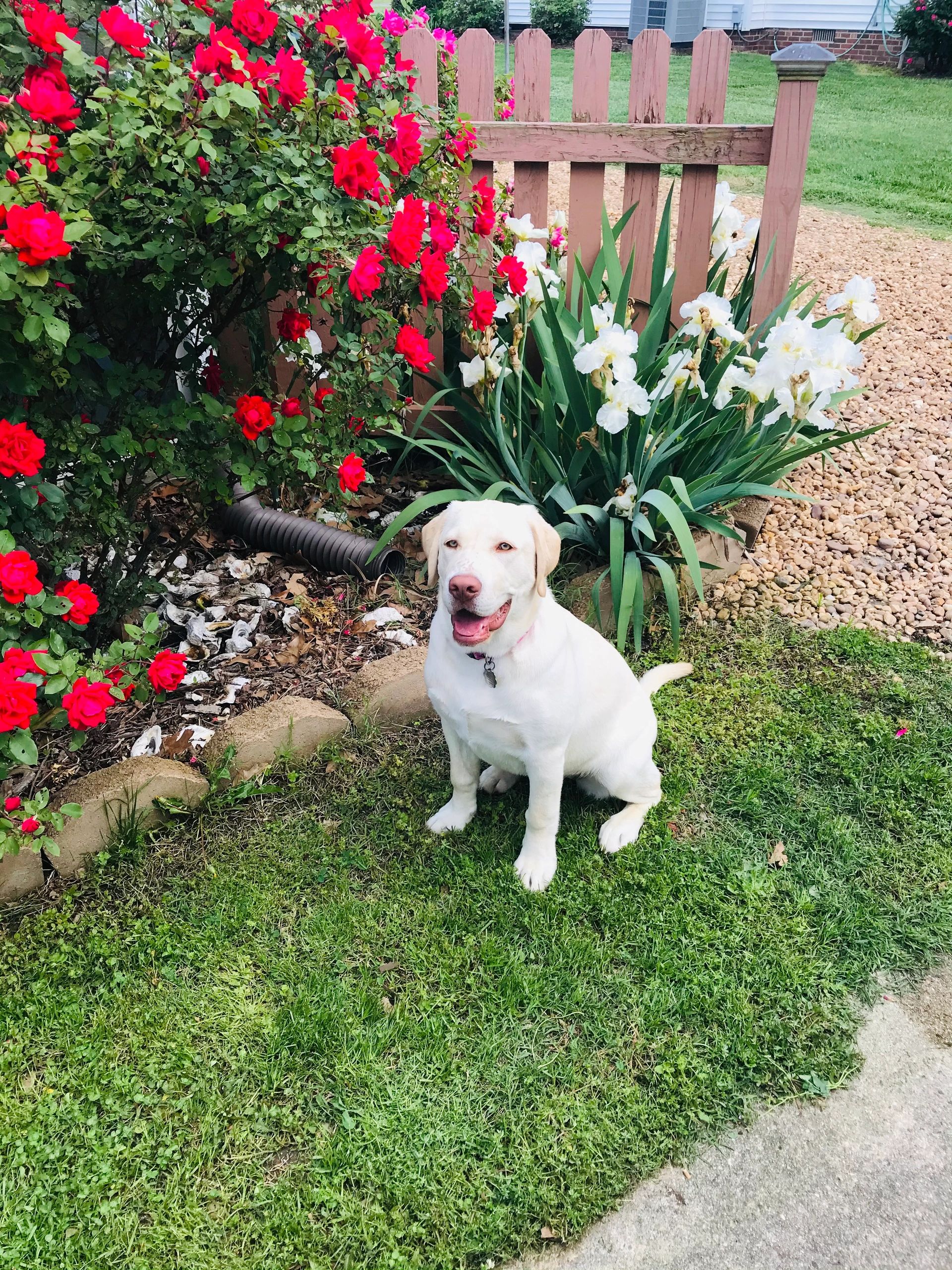 Our Labrador Family! | Grandviewfarmslabradors