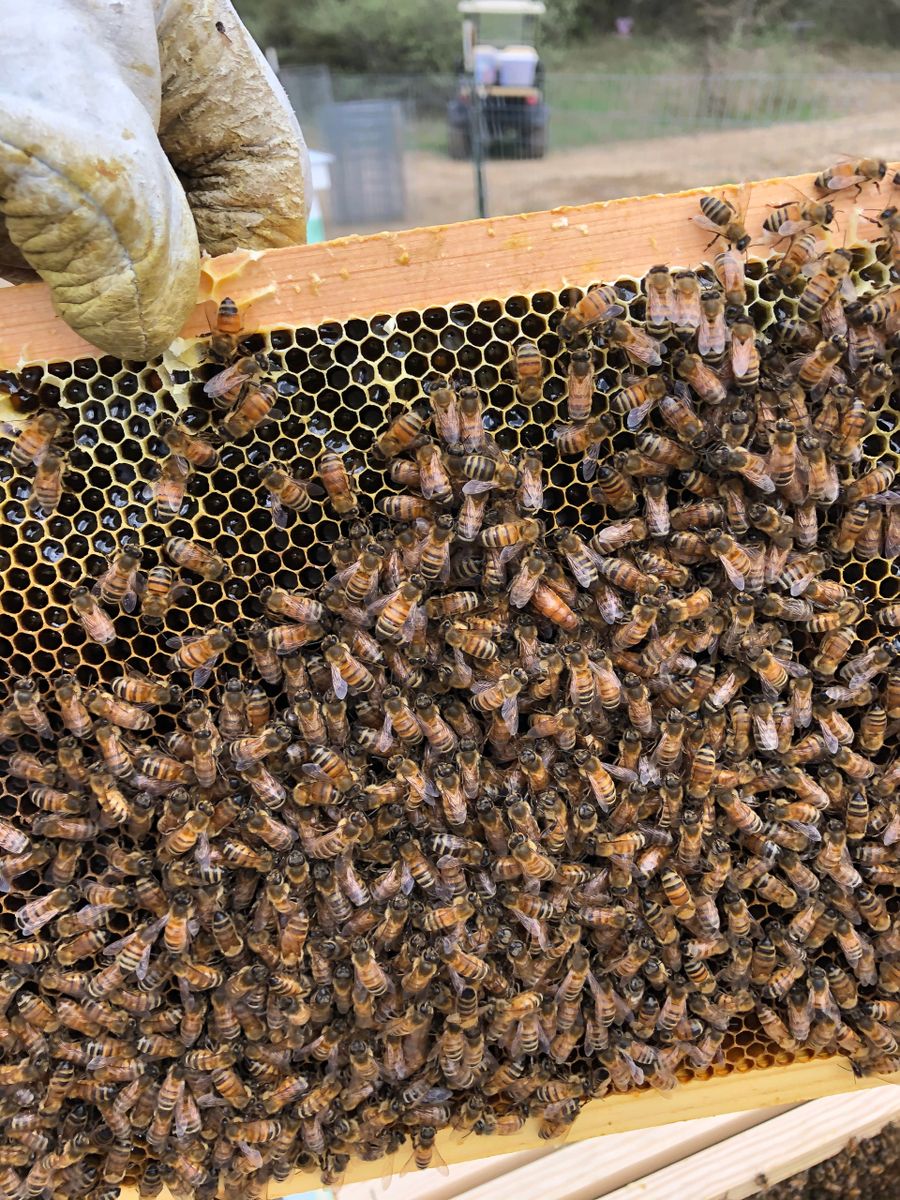 Live Bees
