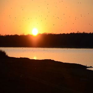 Backwoods Bison RV Park - Rv Sites - Fort Cobb, Oklahoma