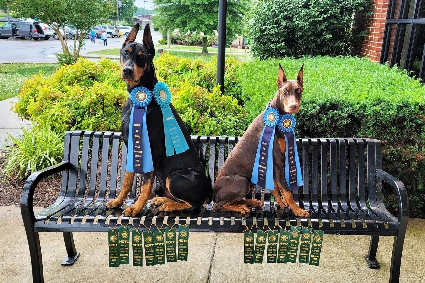 Our Dobes