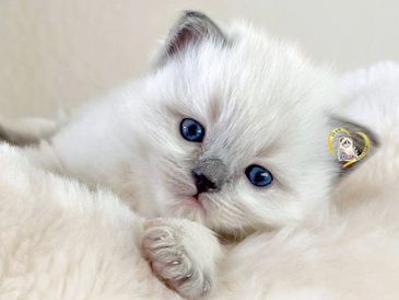 Glam Ragdolls | Ragdoll Kittens for Sale | Ragdoll Cat Breeders