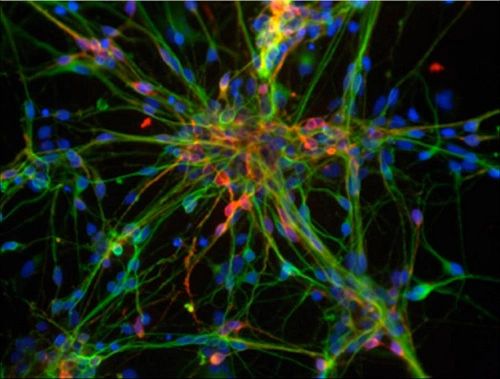 Programs and Registration