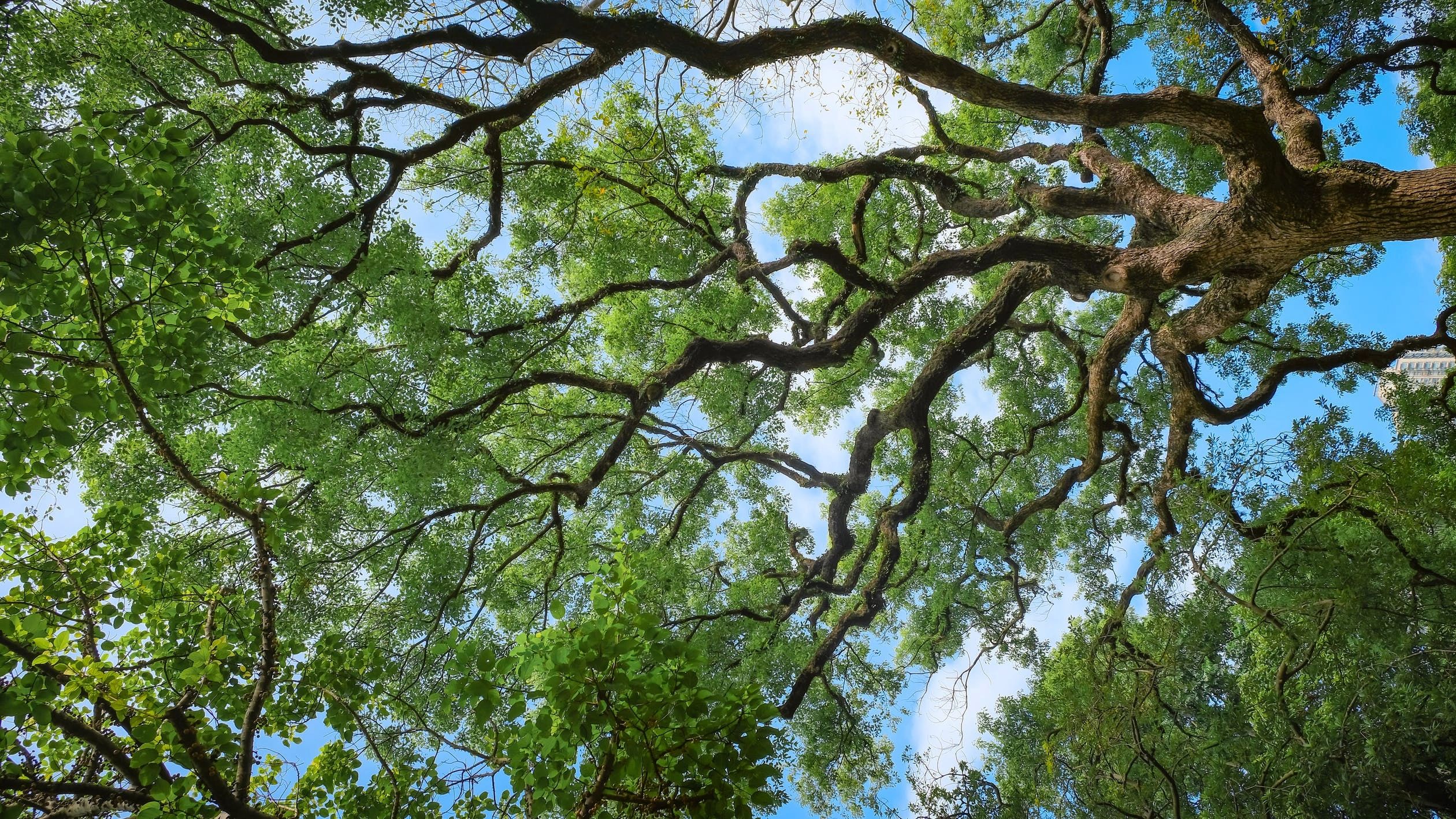 Top Tree Experts for Quality Tree Service