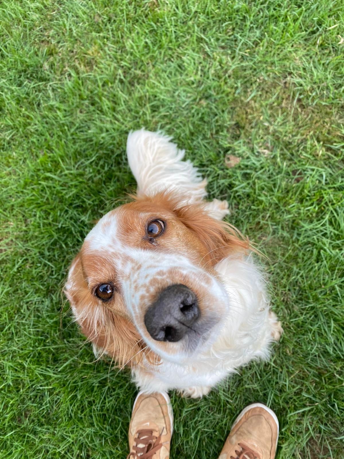 Paw Club | Clifford Moor Farm