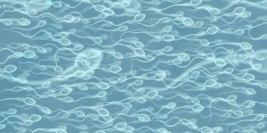 Spermogramme Post-Vasectomie | Options & Détails | Vasectomie 450