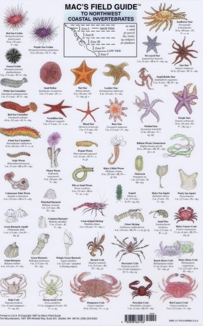 Mac's Field Guide to Northwest Coastal Invertebrates