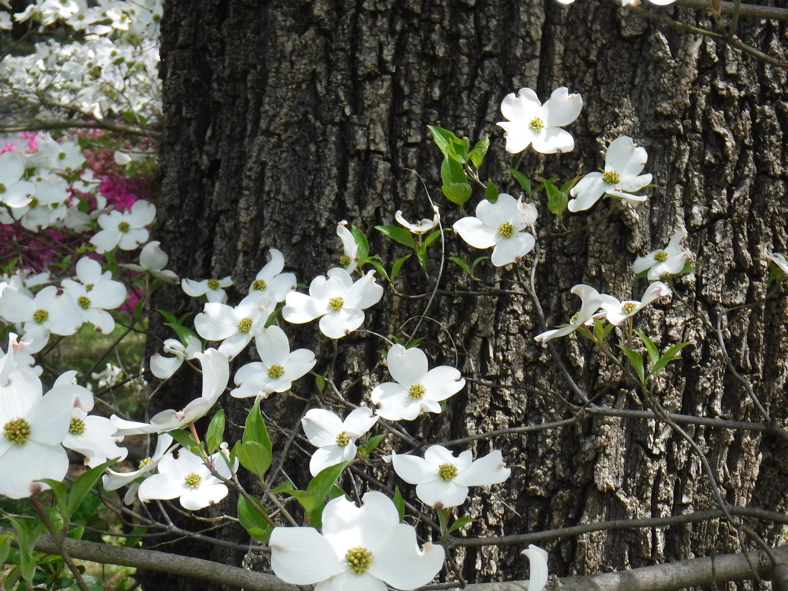 Center for Invasive Species Prevention