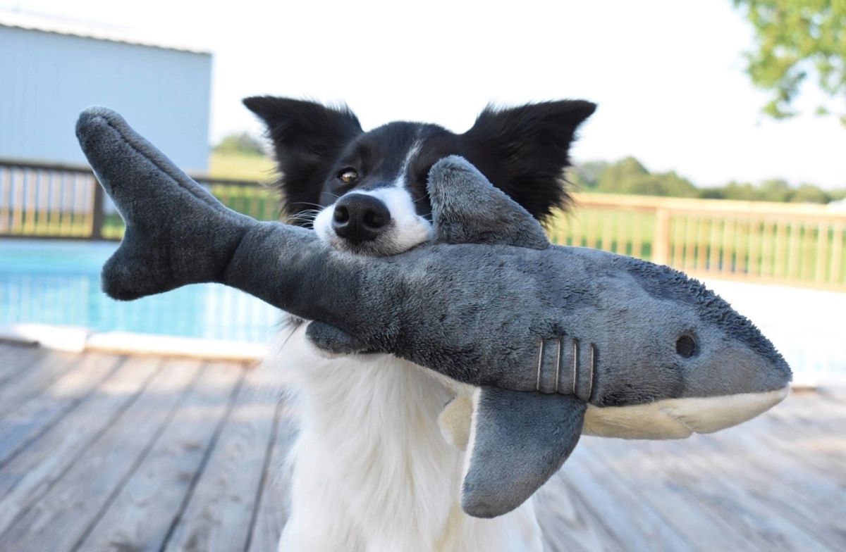 Mac Shark