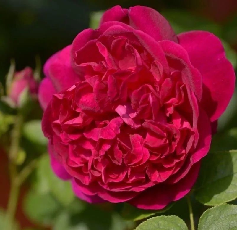 Mount Diablo Rose Society