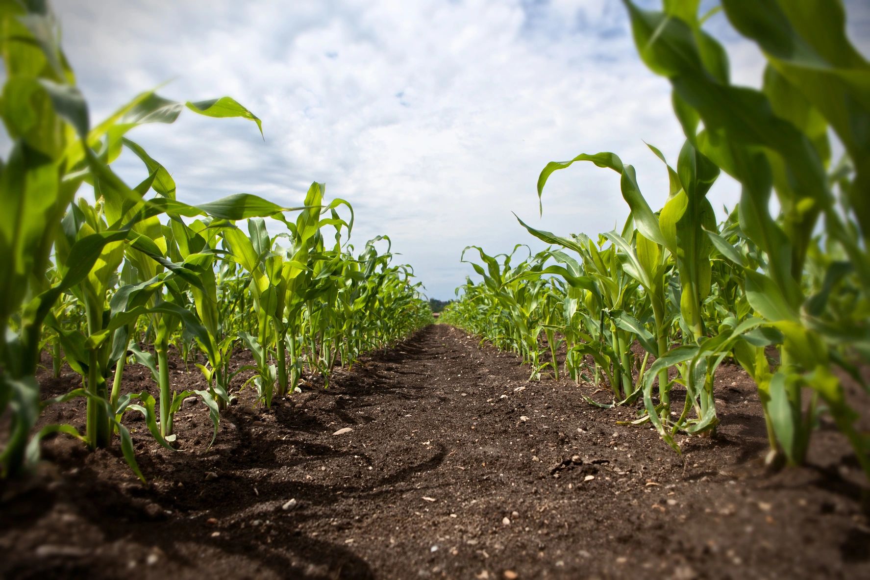 Leading Supplier of Row Starters and Foliar Nutritionals