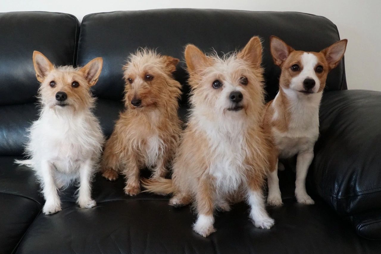 Are Podengo Dogs Rare In The Uk