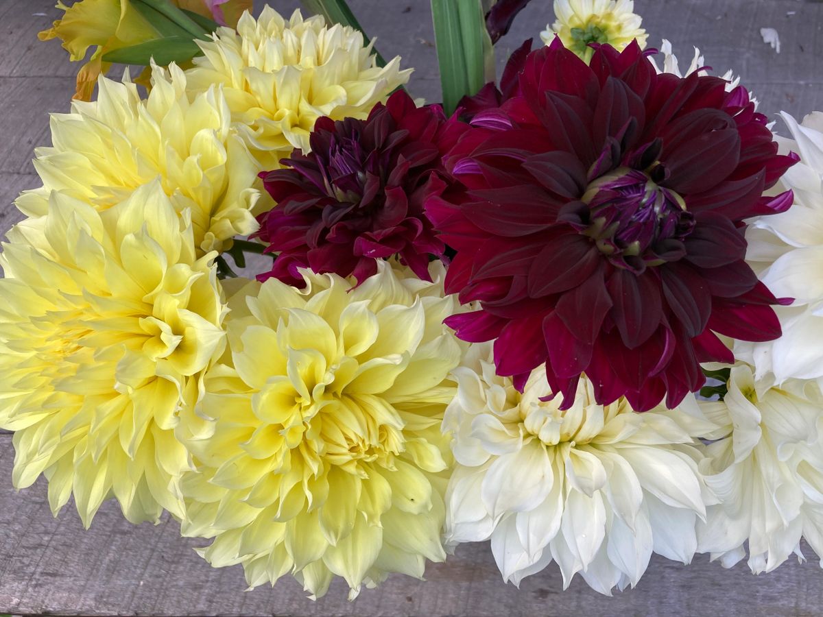 DAHLIA Bi-weekly Bouquet Club CSA