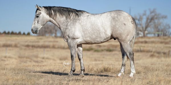 SKC LIVESTOCK - Horses for Sale, Performance Horses, Ranch Horses, Kid ...