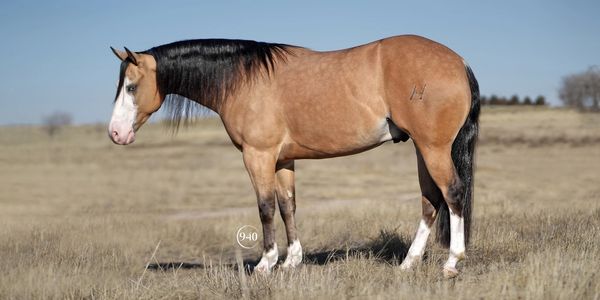 SKC LIVESTOCK - Horses for Sale, Performance Horses, Ranch Horses, Kid ...