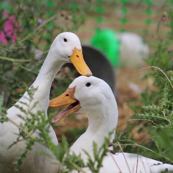 Sally's Duck Rescue - Home