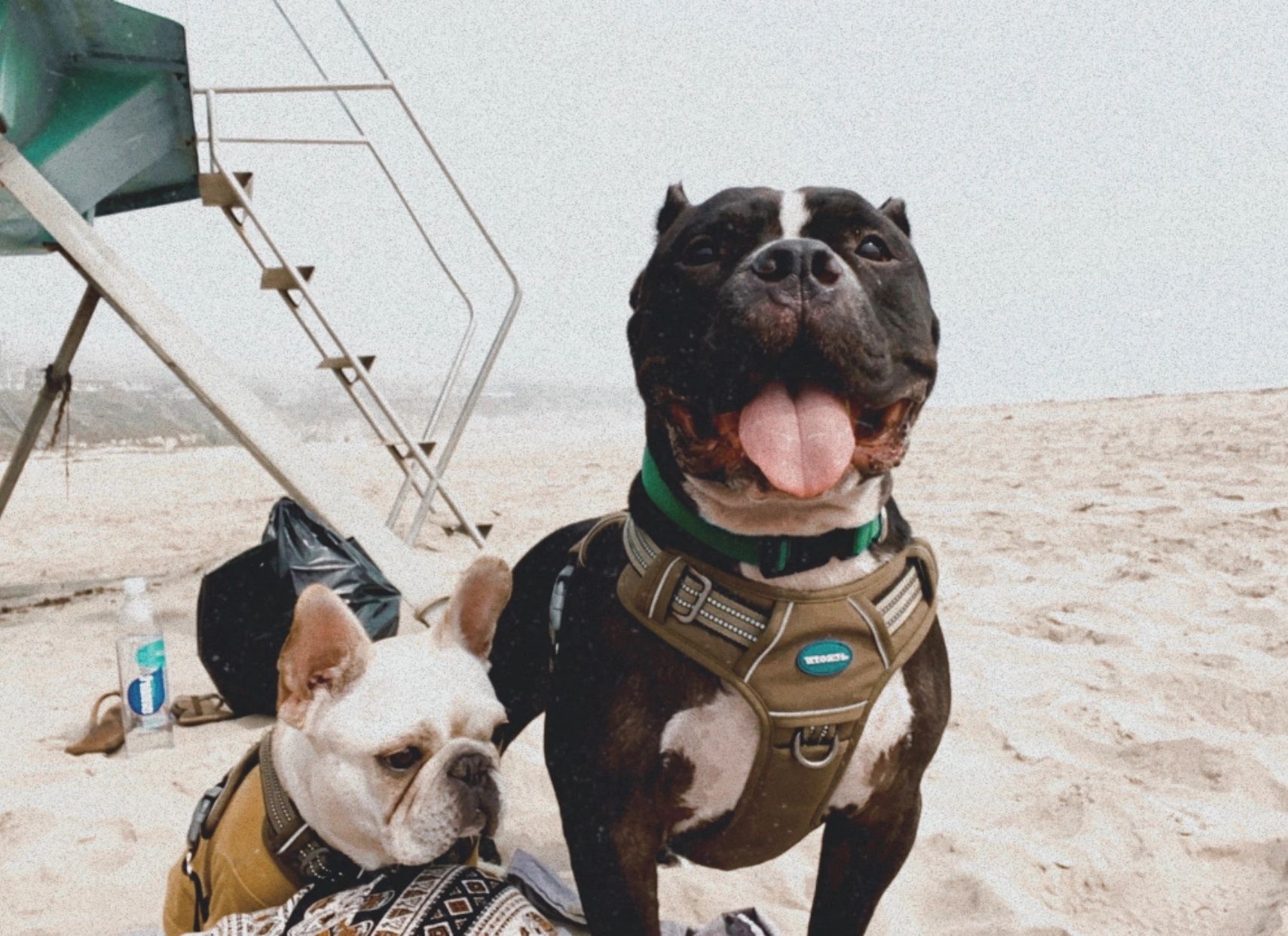 Pitty Party Bully Rescue | Pitty Party Bully Rescue