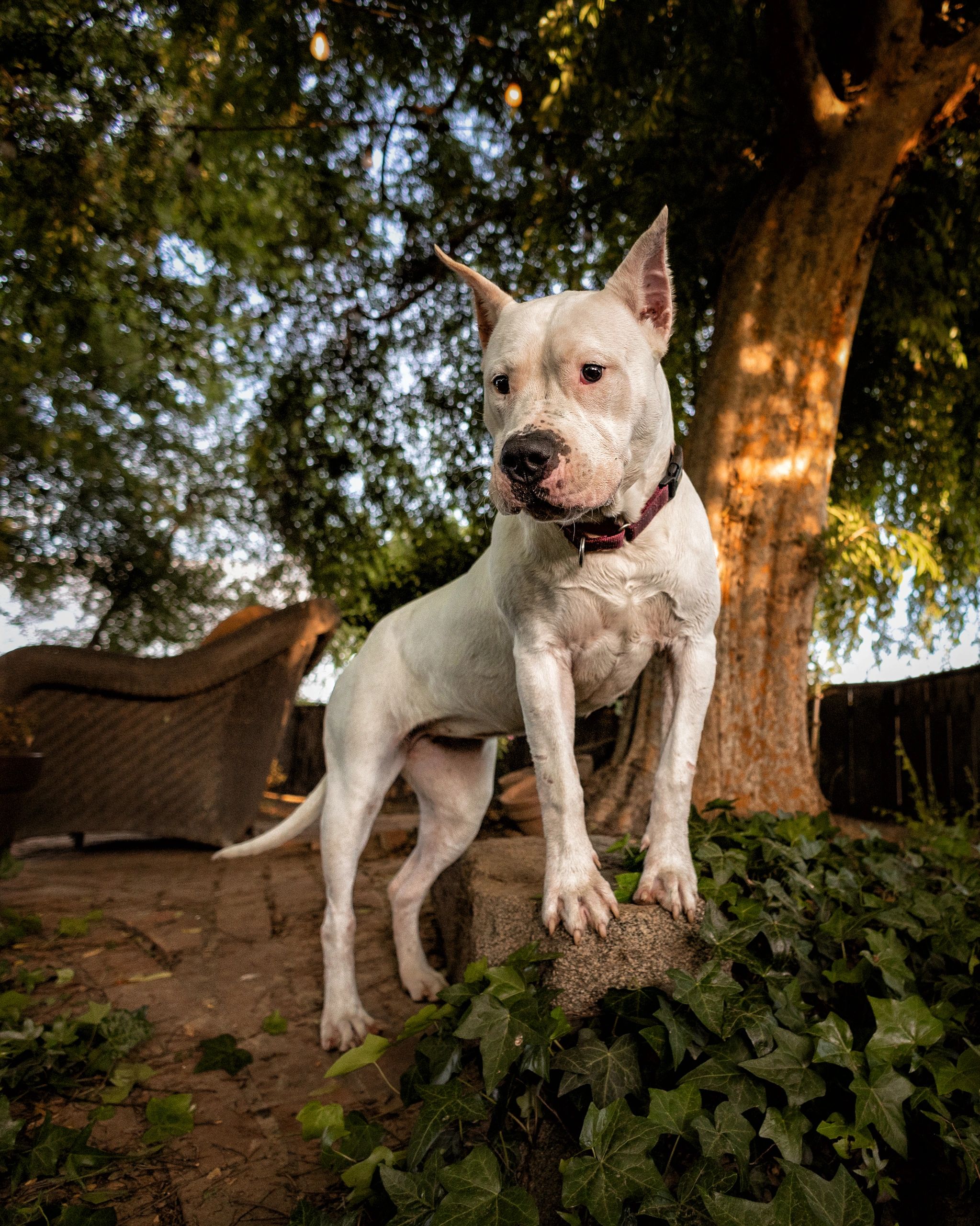 Pitty Party Bully Rescue - Pit Bull, Rescue, Nonprofit, Rescue Dogs