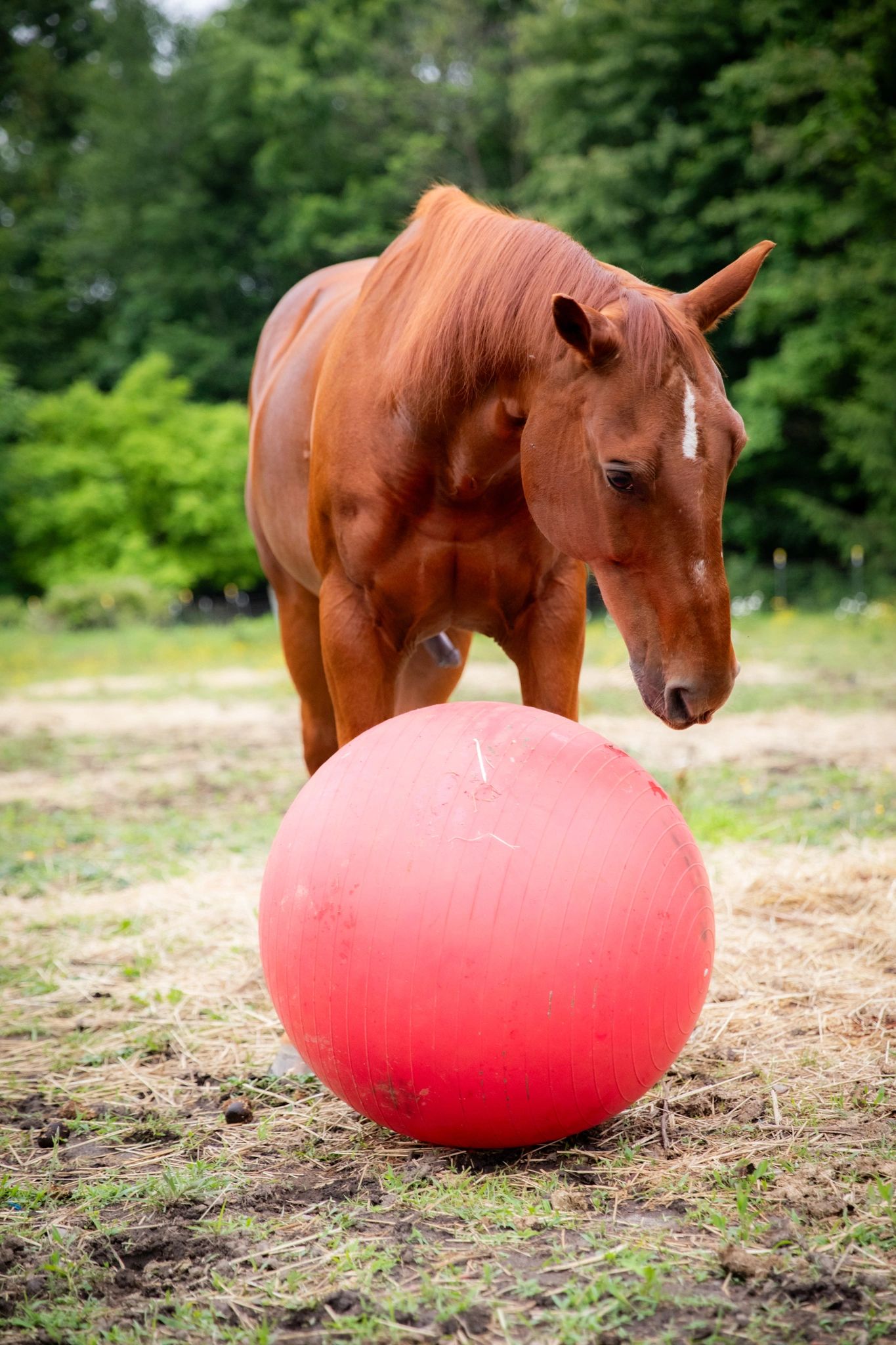 Understanding the Amygdala: Bridging Empathy Btw Human and Horse