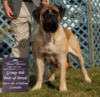 When And Where Were Mastiff