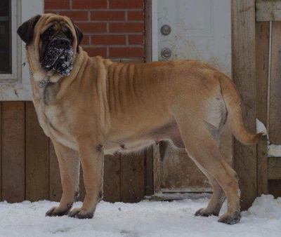 Our Girls | Knighterrant Mastiffs