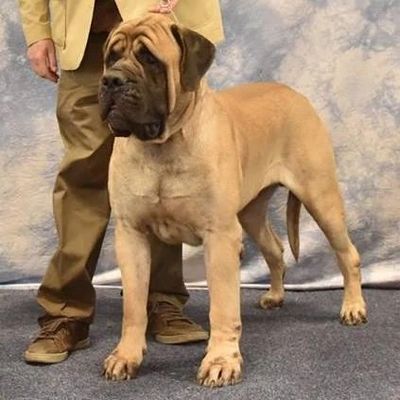 Our Boys | Knighterrant Mastiffs