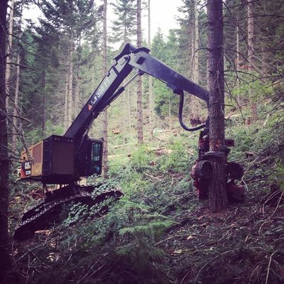 Logging | Greenup Enterprises