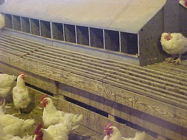 Chicken Slats