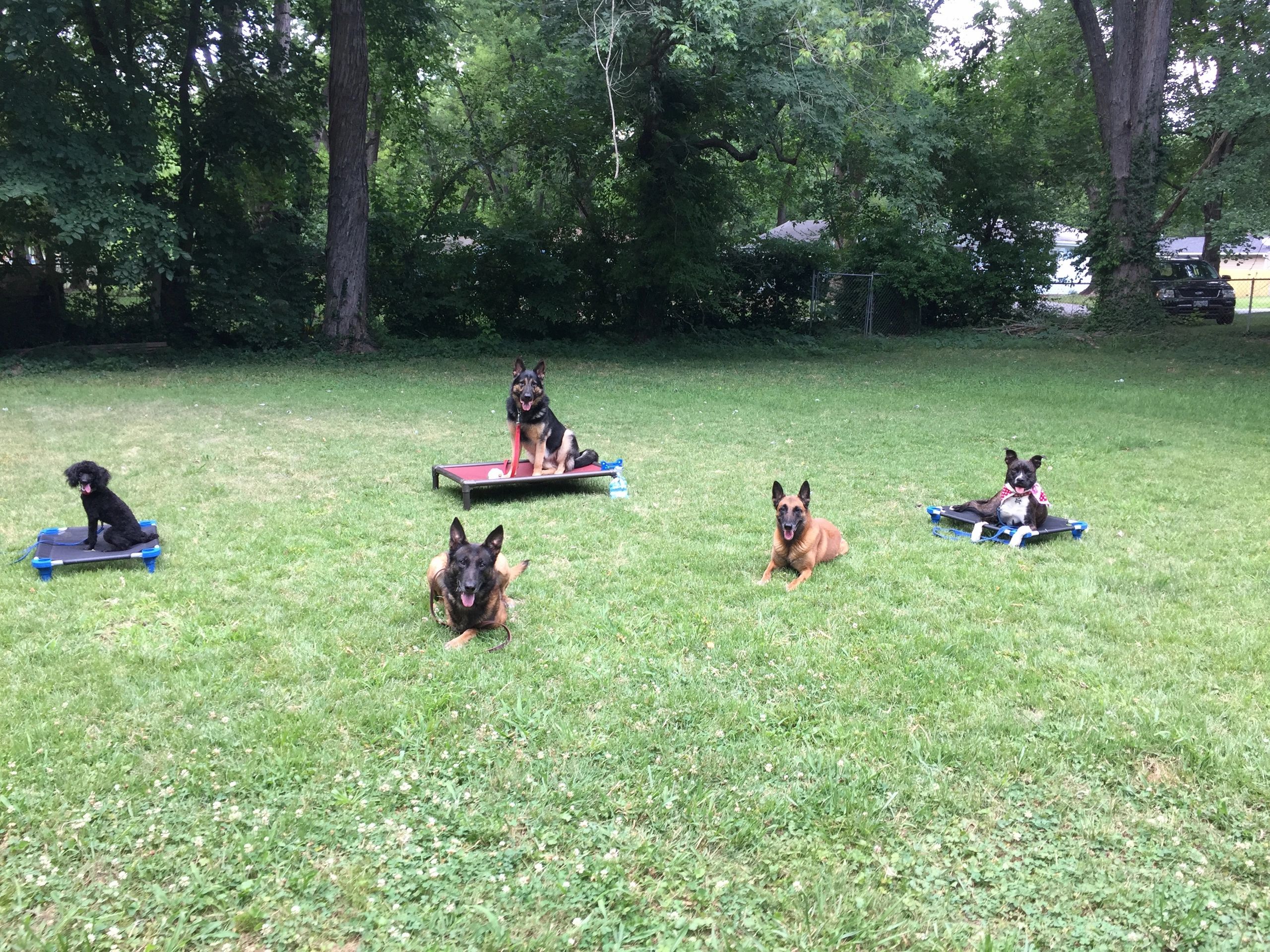 Matty B's Dog Training - Dog Training in Arnold - St. Louis, Missouri