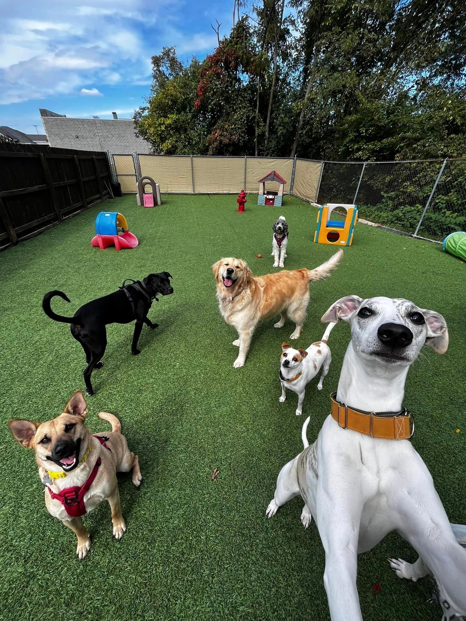 Canine Cove Pet Resort