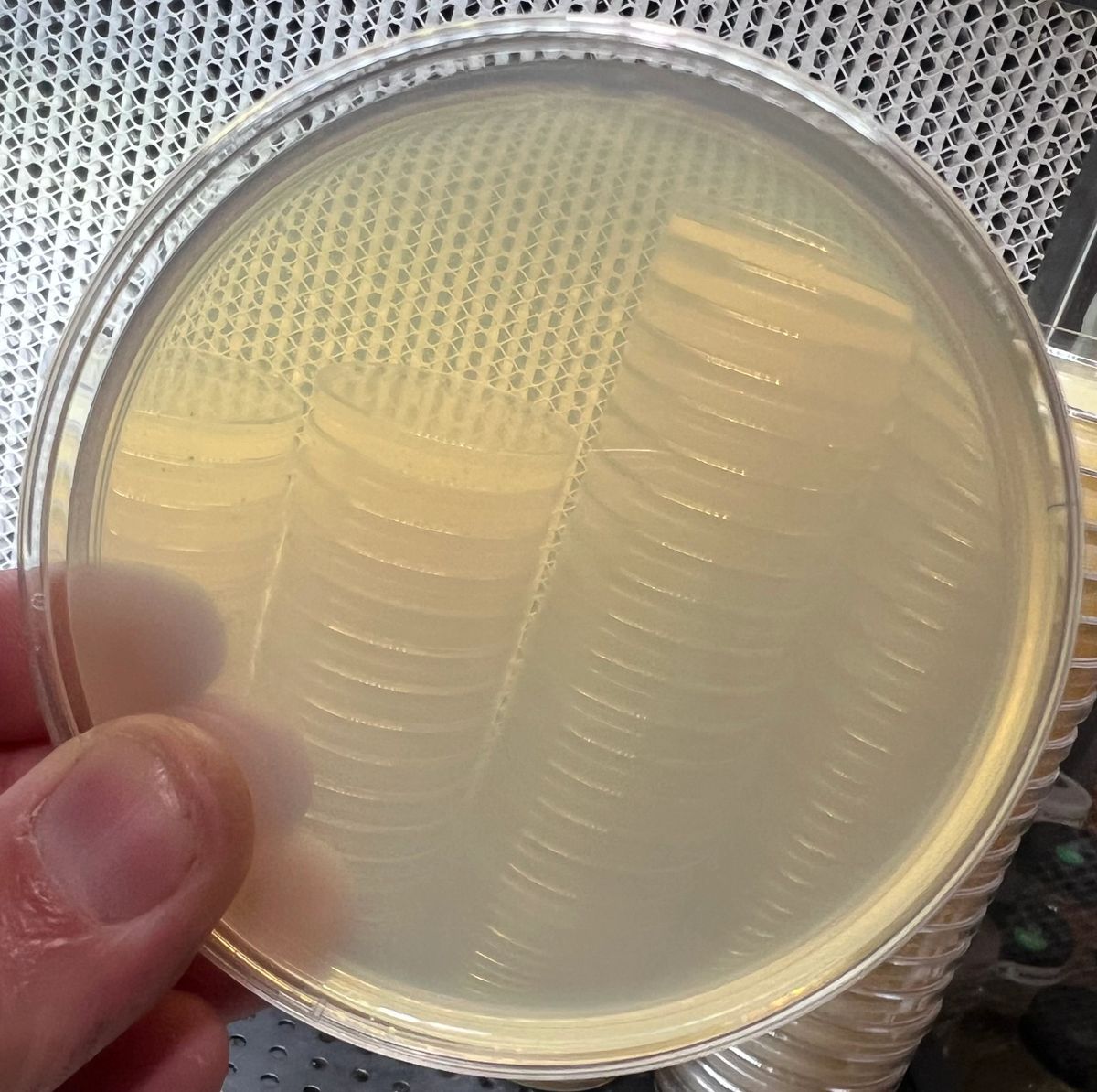 Agar Dishes