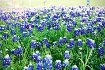 Huddin Homestead Fun Farm - Petting Zoo, Farm