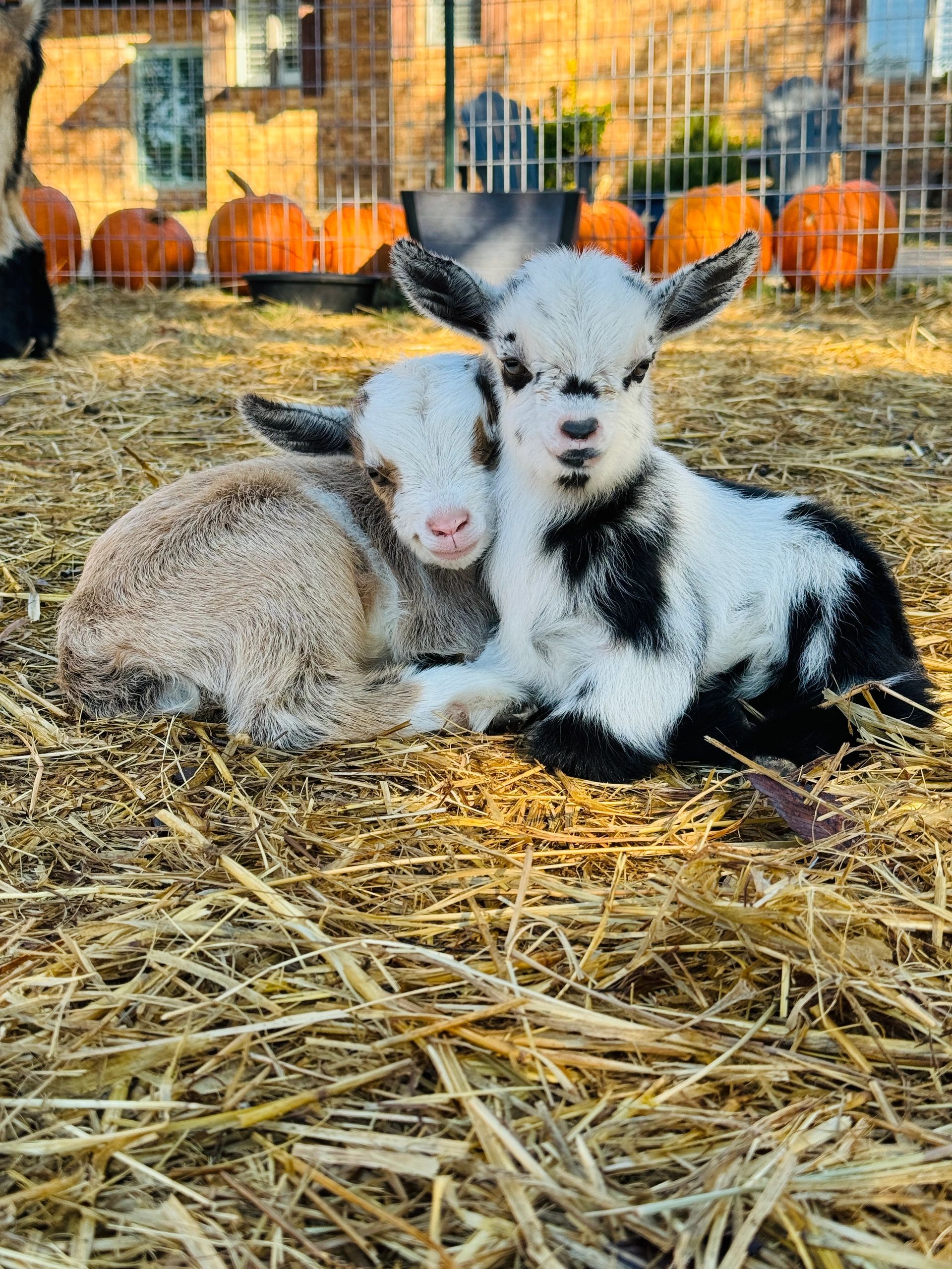 Huddin Homestead Fun Farm: Family Fun & Petting Zoo in Rockwall