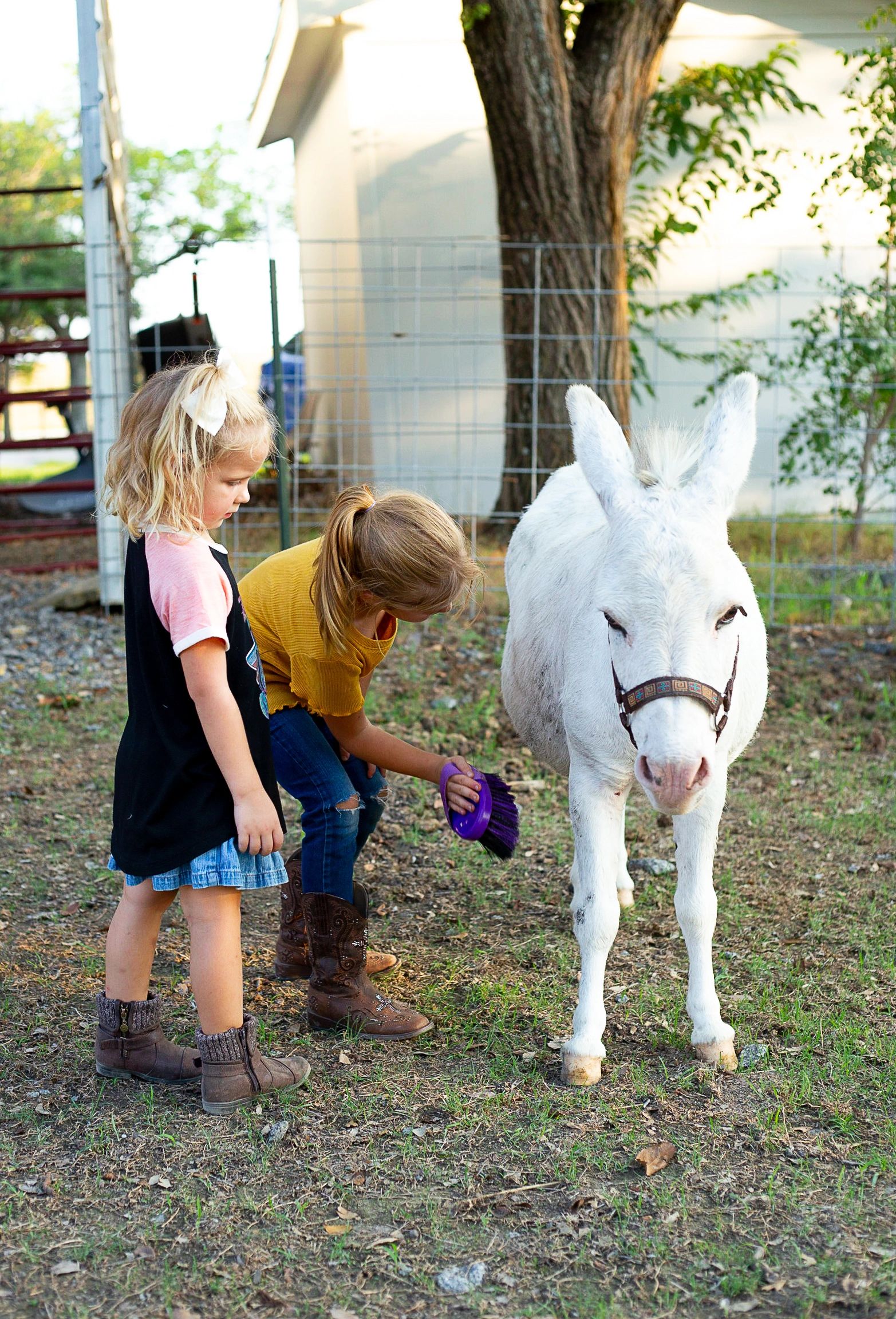 Farm Animals - Huddin Homestead Fun Farm