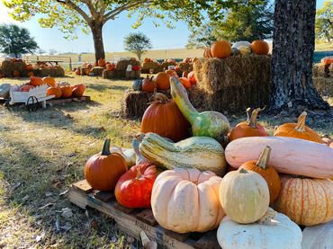 Pumpkin Patch/Bluebonnets