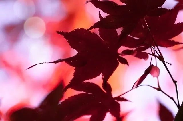 Red Maple Consulting