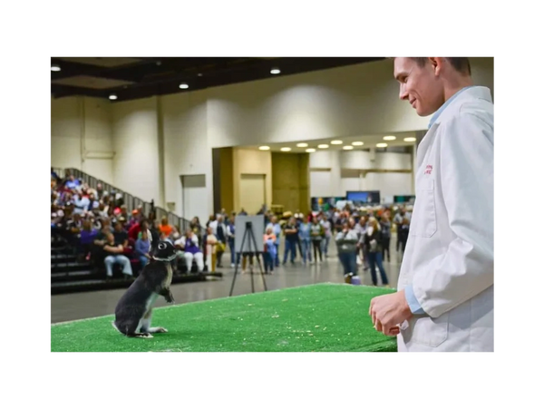Rabbit Show | Iowa Rabbit Festival
