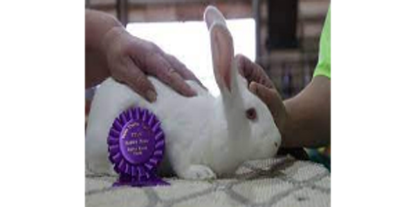 Rabbit Show | Iowa Rabbit Festival