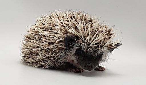 MORNING STAR HEDGEHOGS - Hedgehogs for Sale, Baby Hedgehogs, Hedgehog ...