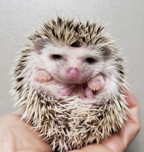 MORNING STAR HEDGEHOGS - Hedgehogs for Sale, Baby Hedgehogs, Hedgehog ...