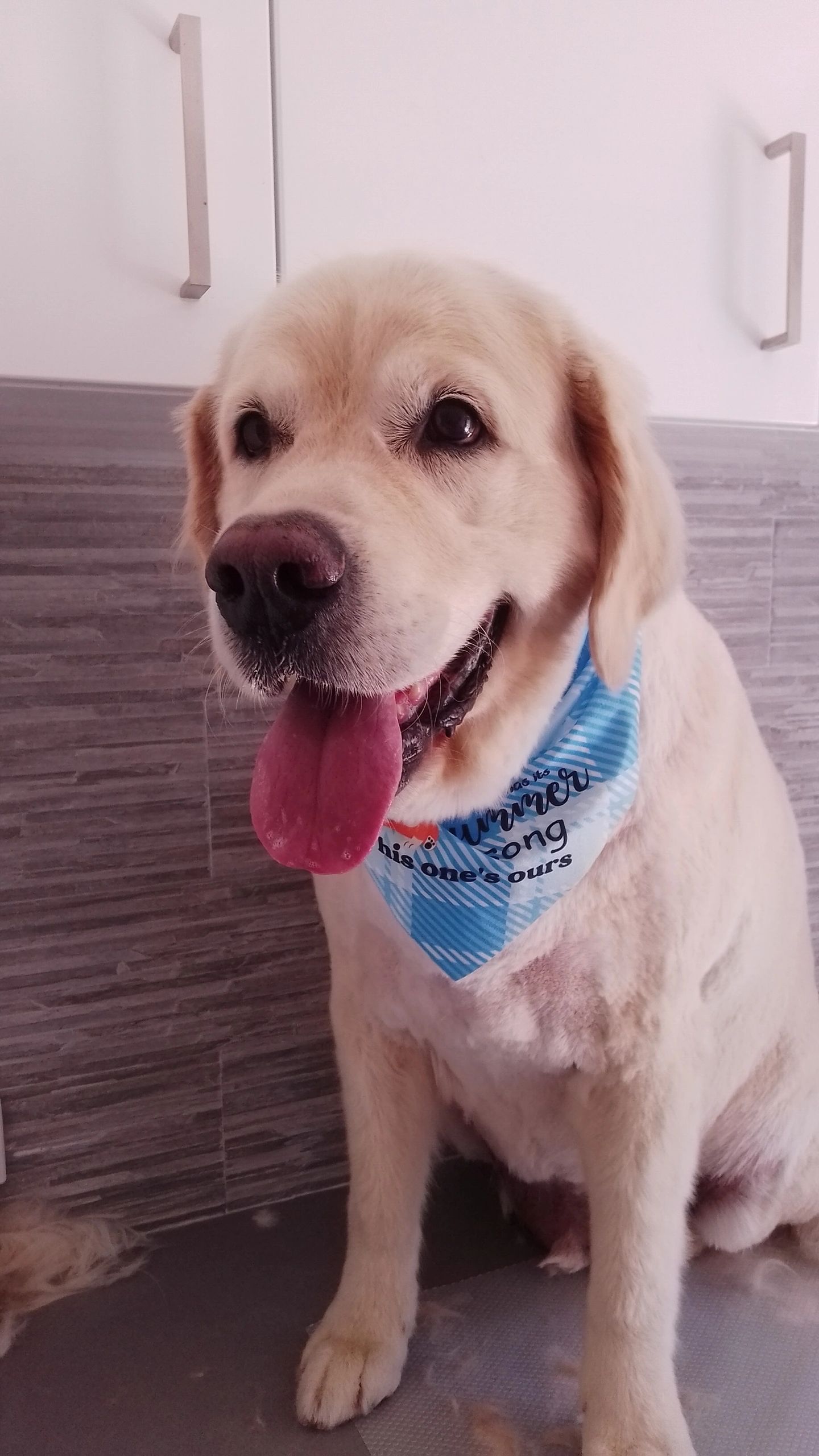 Clean Tails mindarire